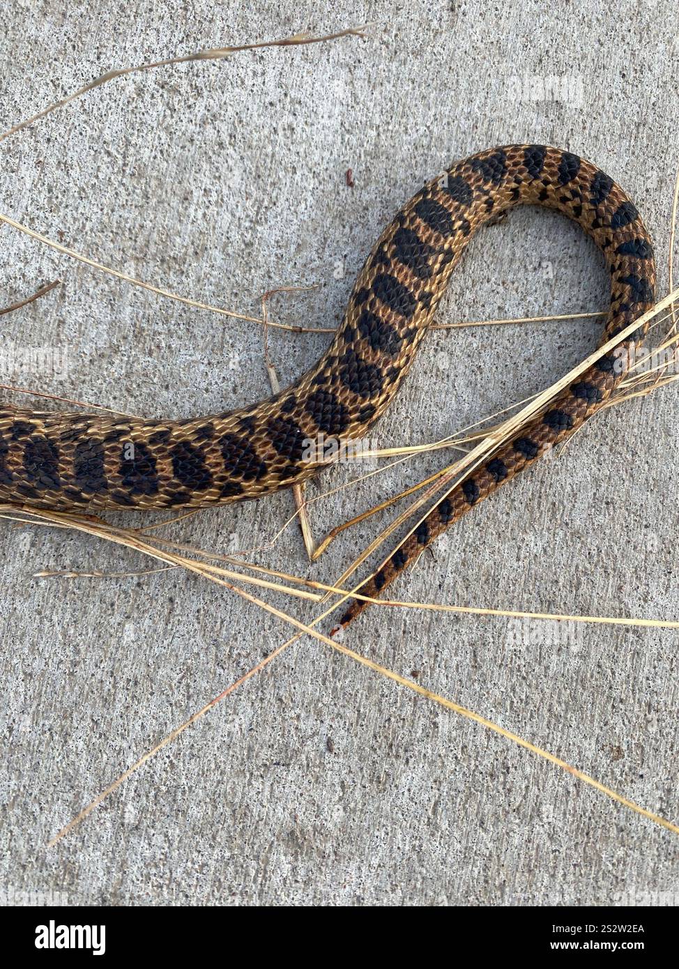 Pacific Gopher Snake (Pituophis catenifer catenifer Stock Photo - Alamy