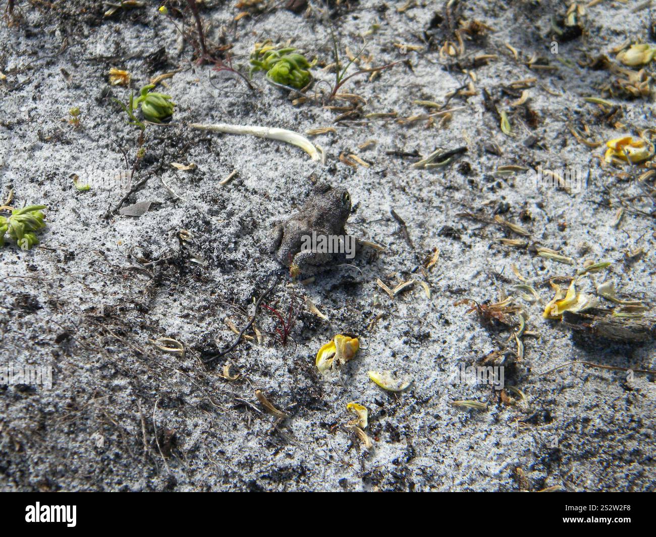 Cape sand frog (Tomopterna delalandii Stock Photo - Alamy