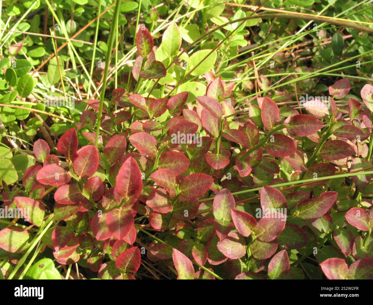 common bilberry (Vaccinium myrtillus Stock Photo - Alamy