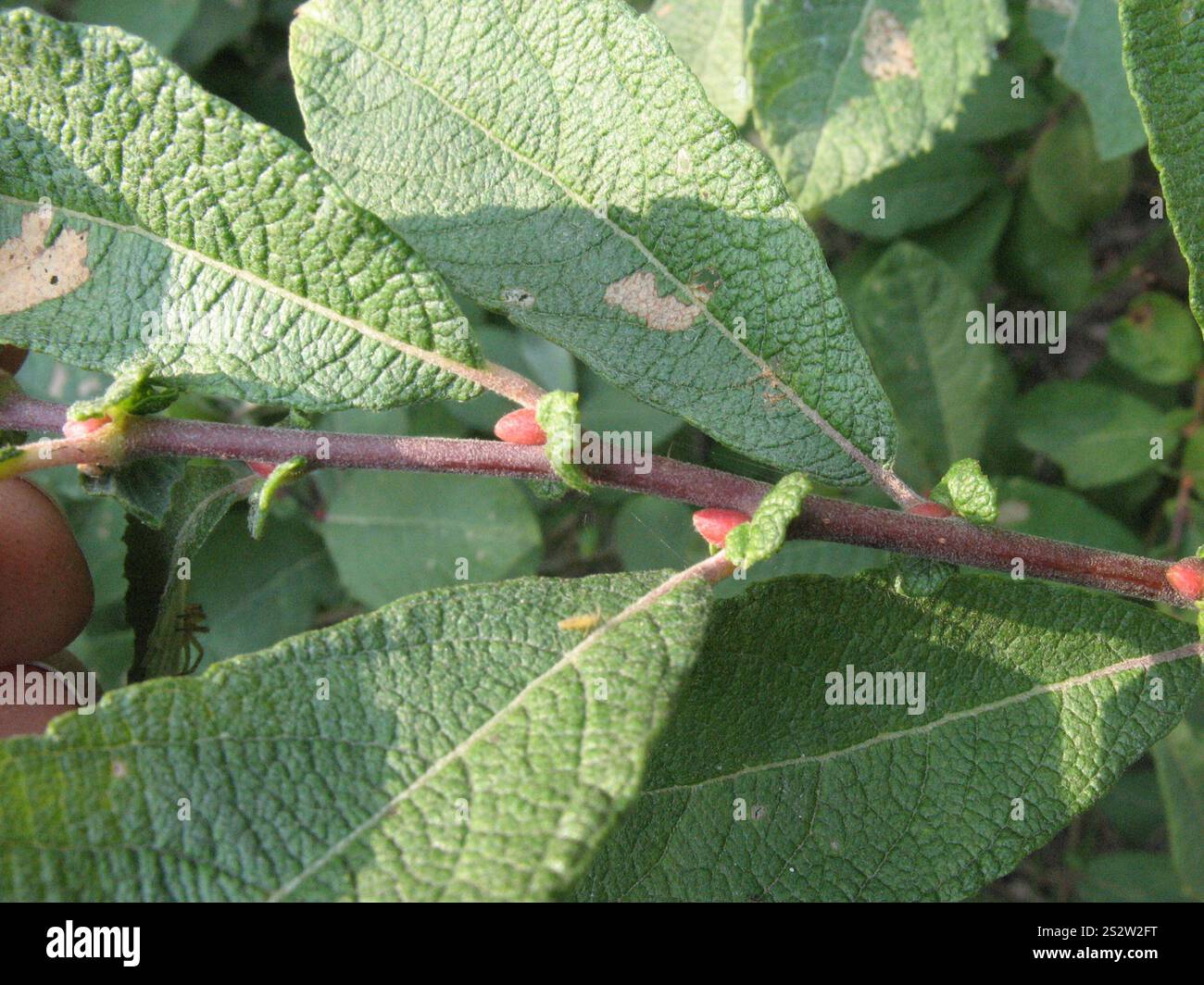 Eared Willow (Salix aurita Stock Photo - Alamy