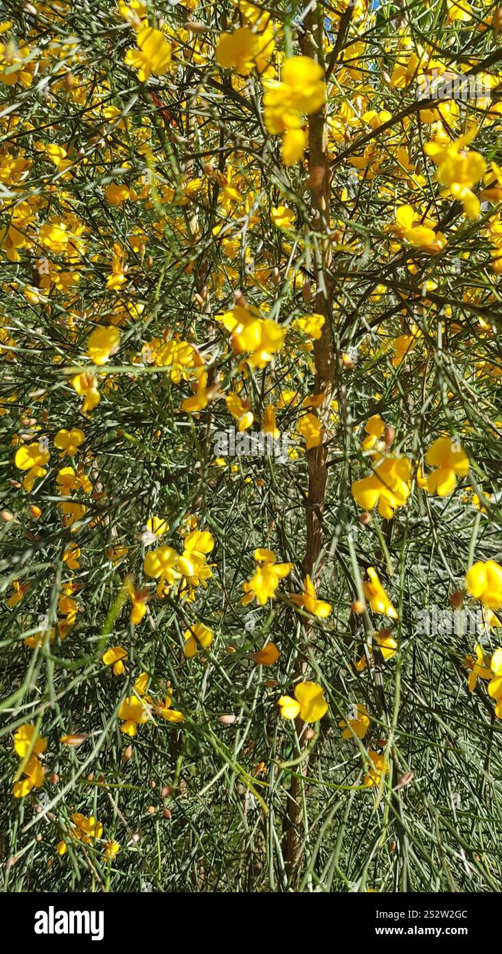 winged broom-pea (Jacksonia scoparia Stock Photo - Alamy