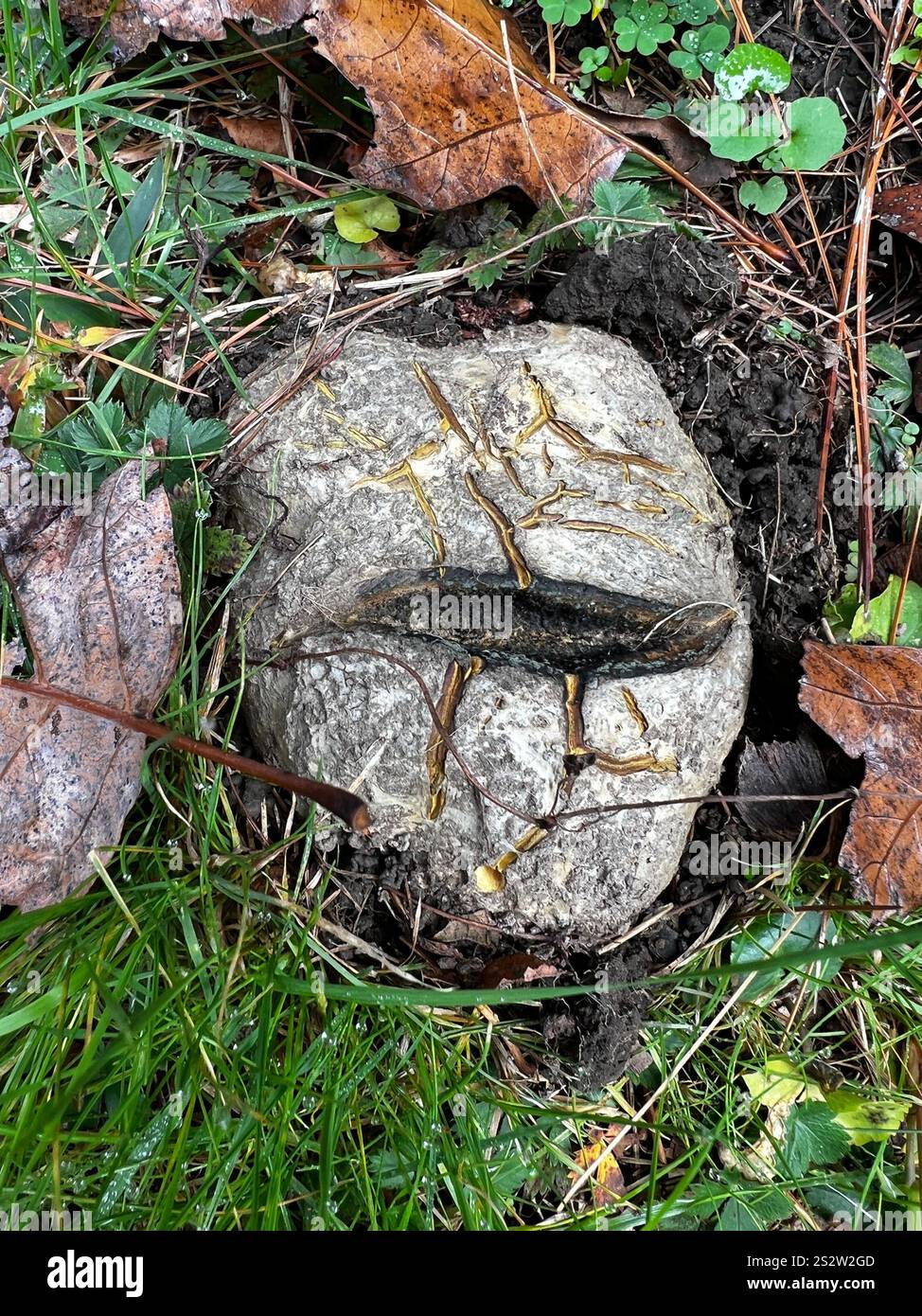 Many-rooted Earthball (Scleroderma polyrhizum Stock Photo - Alamy