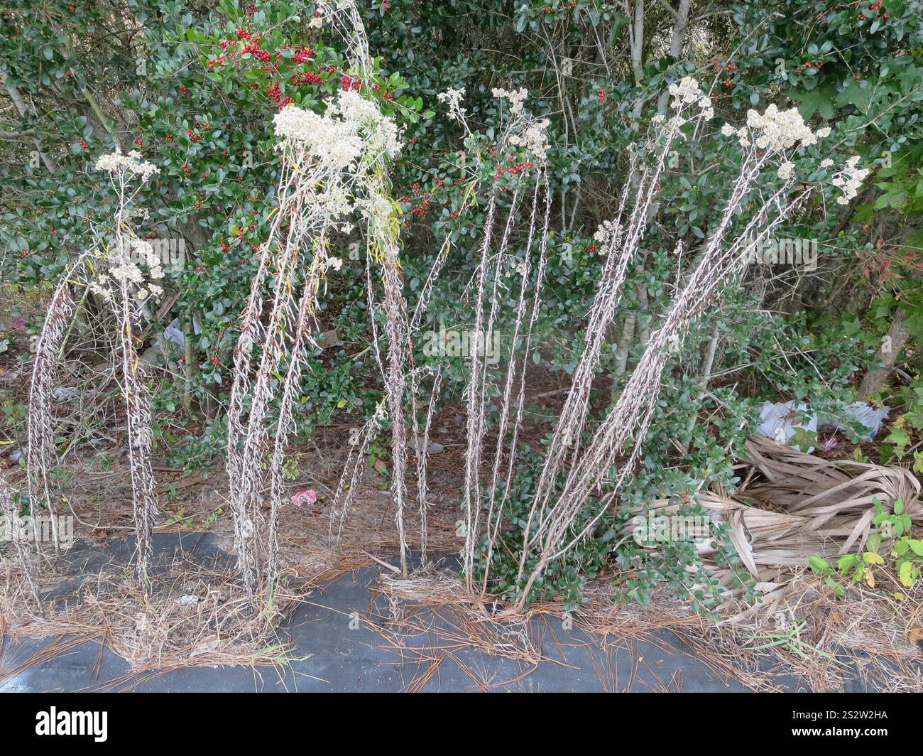 sweet everlasting (Pseudognaphalium obtusifolium Stock Photo - Alamy