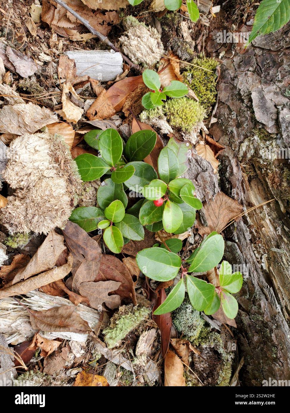 Eastern Teaberry (Gaultheria procumbens Stock Photo - Alamy