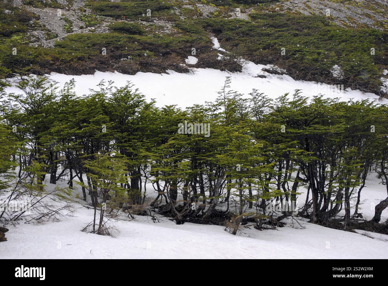 Snow-covered landscape with lenga trees (Nothofagus pumilio) at Glaciar ...