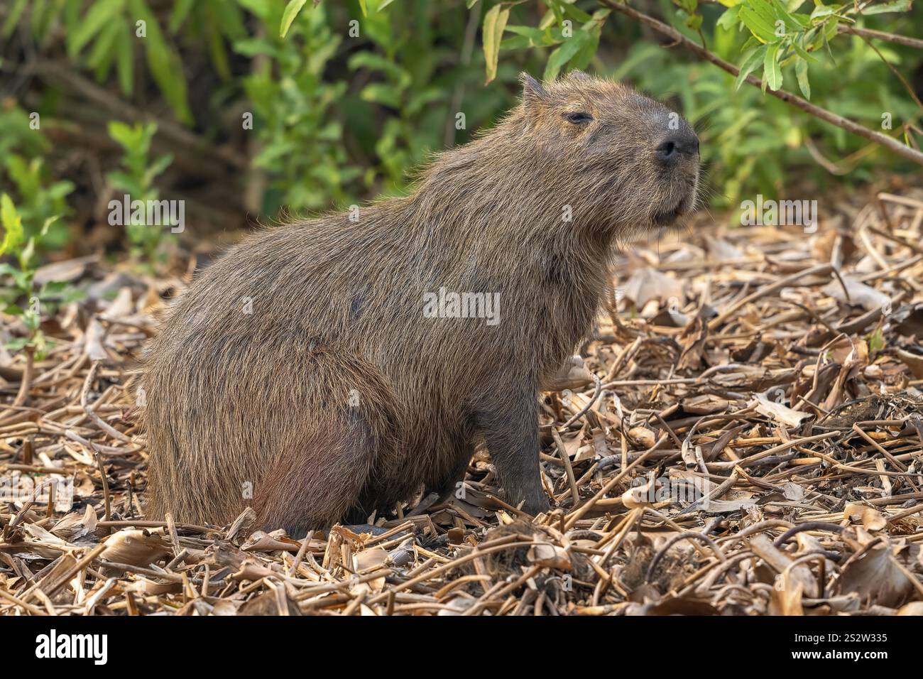 Capybara or capybara (Hydrochoerus hydrochaeris), Pantanal, inland ...