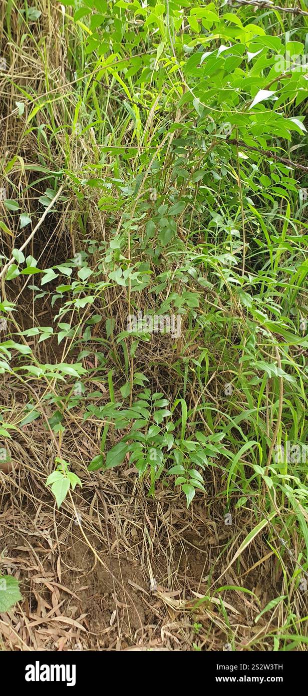 wonga vine (Pandorea pandorana Stock Photo - Alamy