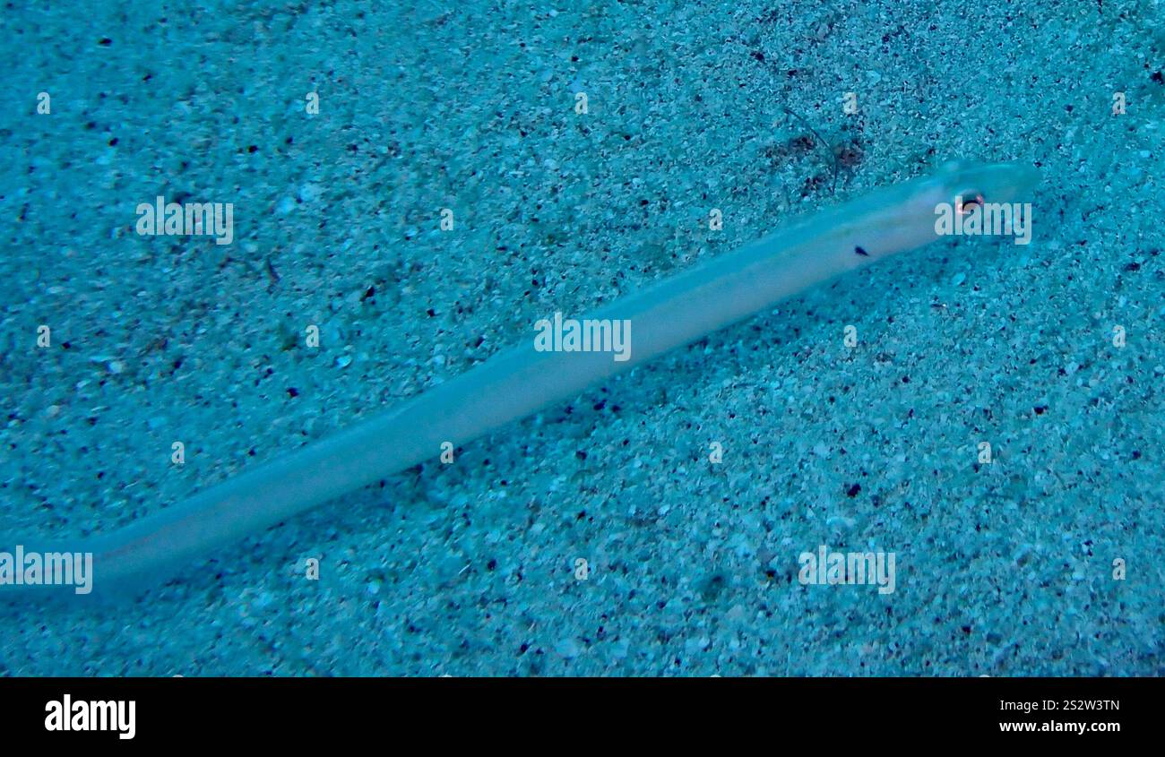 Onespot Wormfish (Gunnellichthys monostigma Stock Photo - Alamy