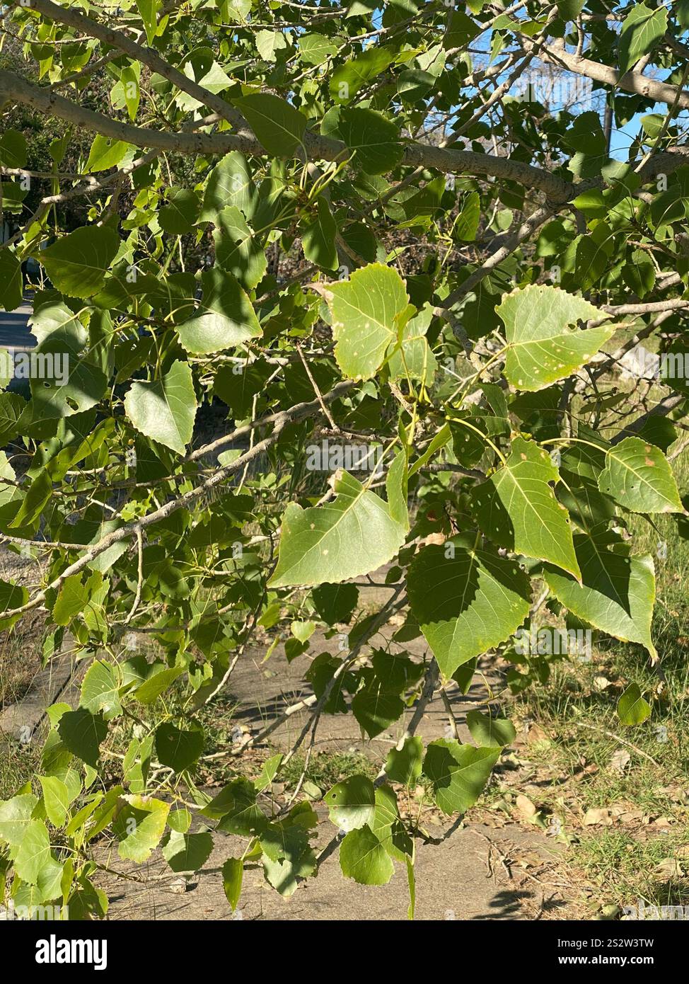 Eastern Cottonwood (Populus deltoides Stock Photo - Alamy