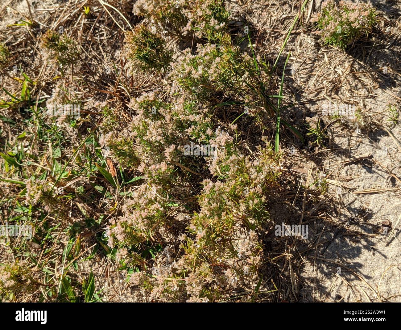 Oldman’s Cap (Polycarpaea corymbosa Stock Photo - Alamy
