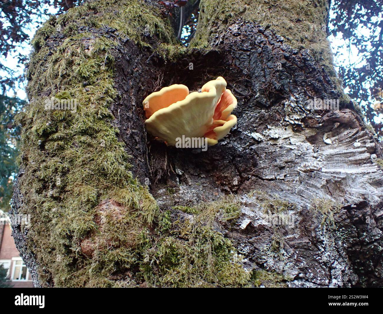 Western Hardwood Sulphur Shelf (Laetiporus gilbertsonii Stock Photo - Alamy