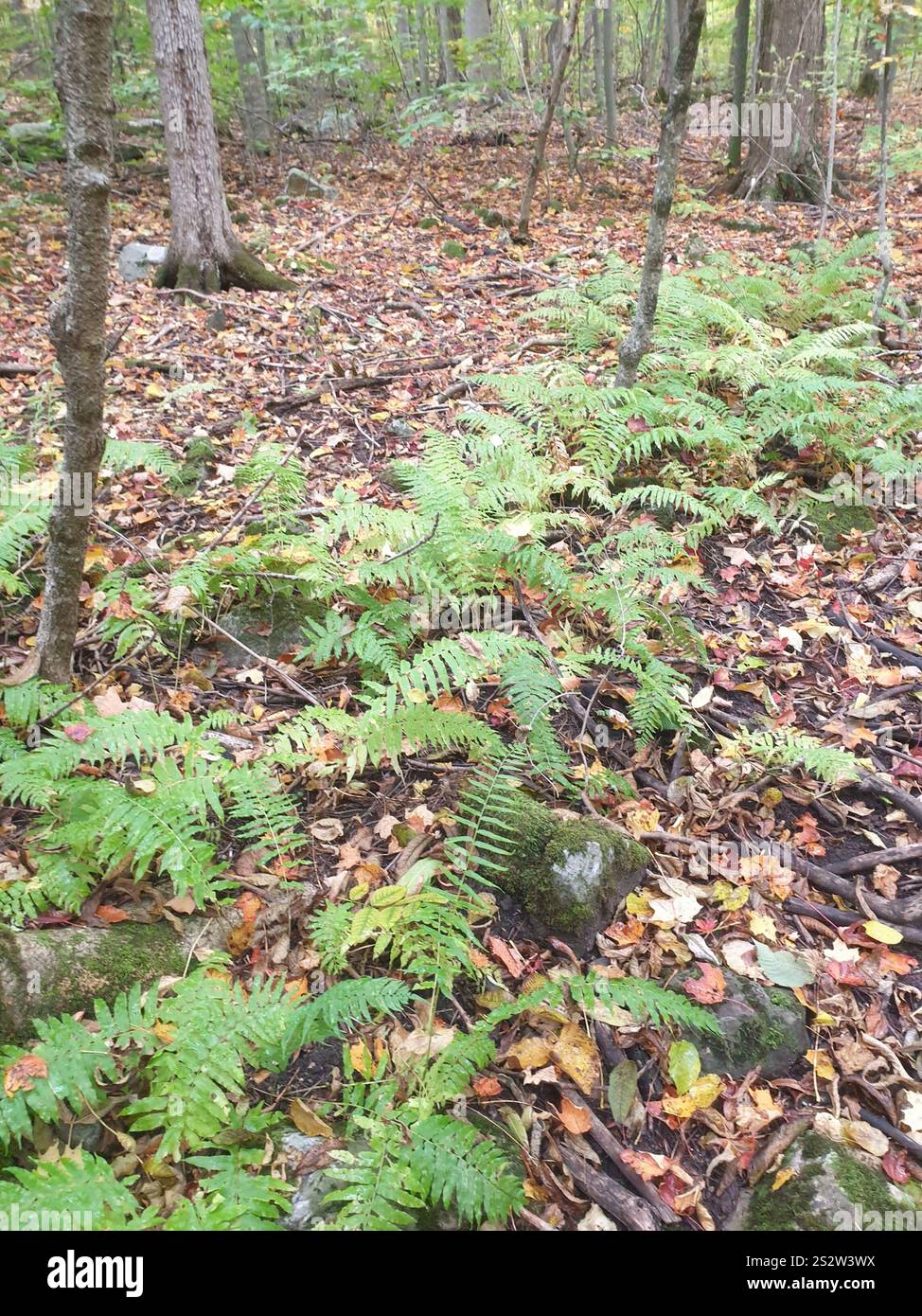 narrow-leaved glade fern (Homalosorus pycnocarpos Stock Photo - Alamy