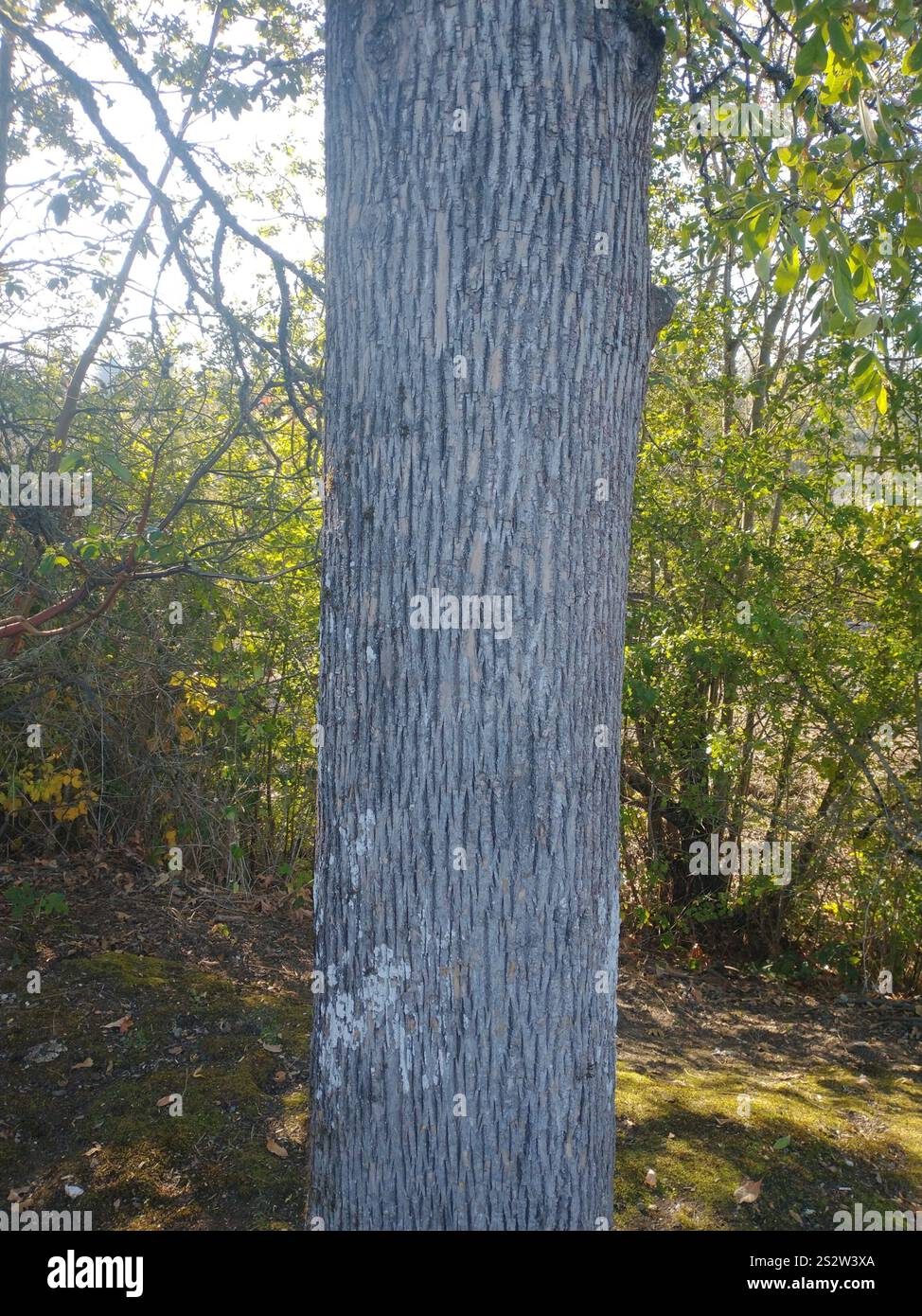 Oregon Ash (Fraxinus latifolia Stock Photo - Alamy