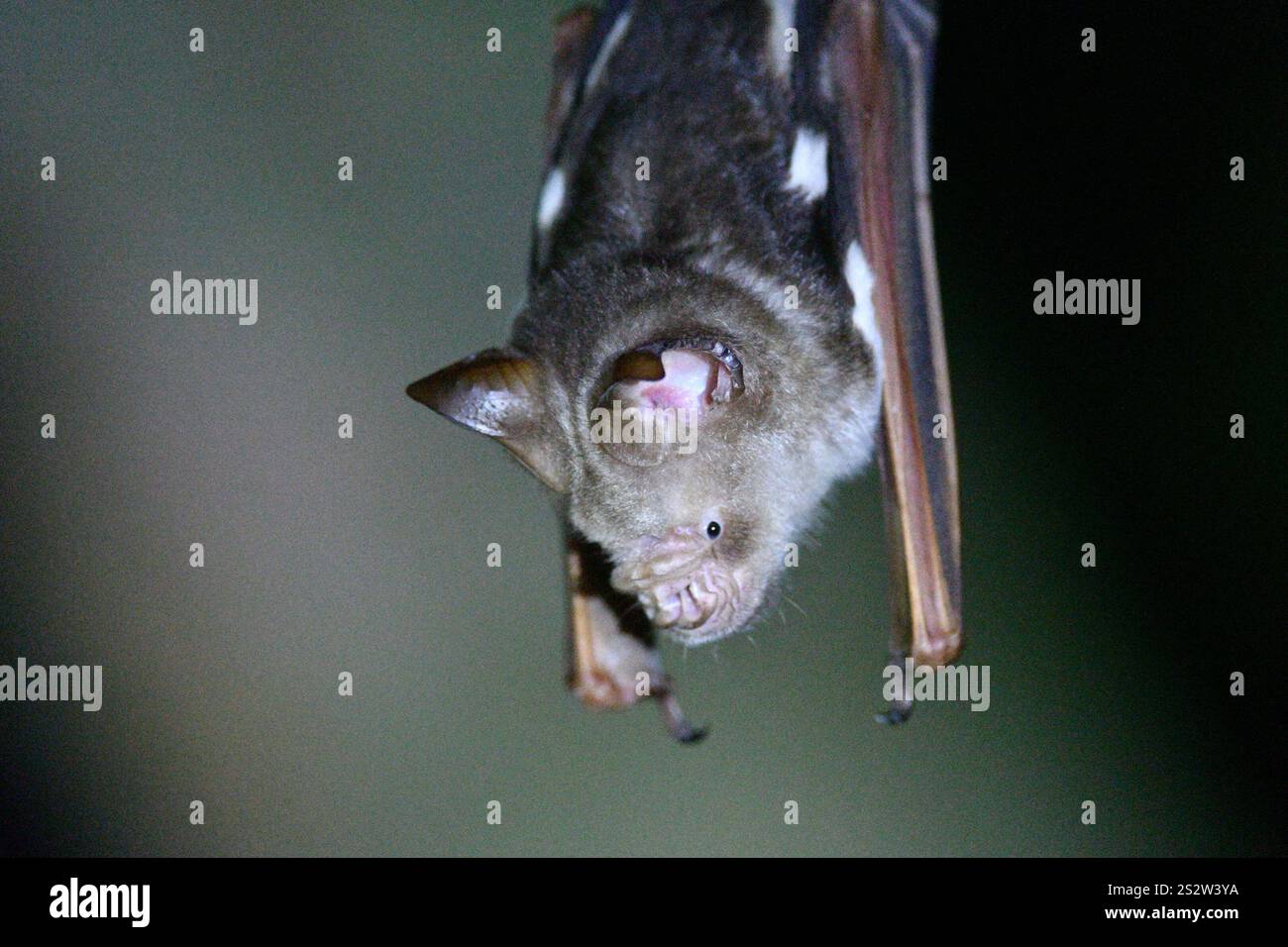 Roundleaf bat hi-res stock photography and images - Alamy