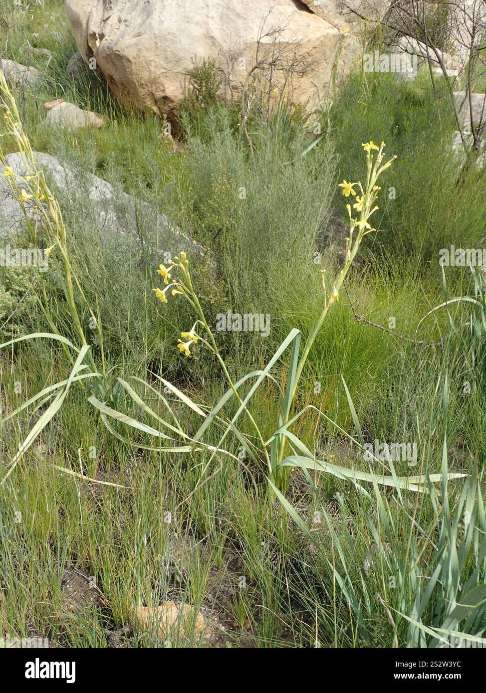 Cape Tulips (Moraea Stock Photo - Alamy