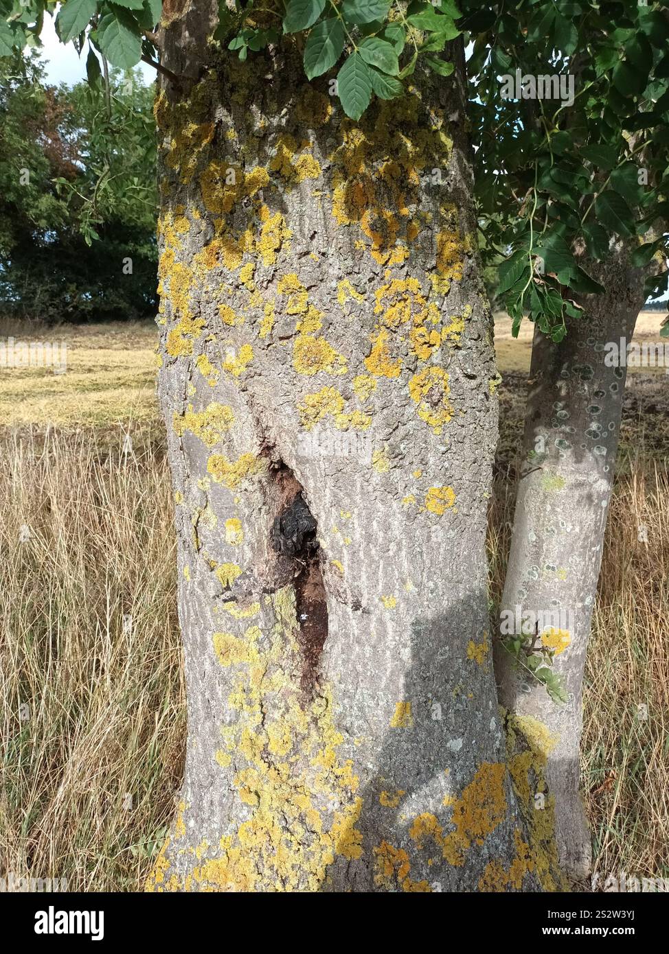 European ash (Fraxinus excelsior Stock Photo - Alamy
