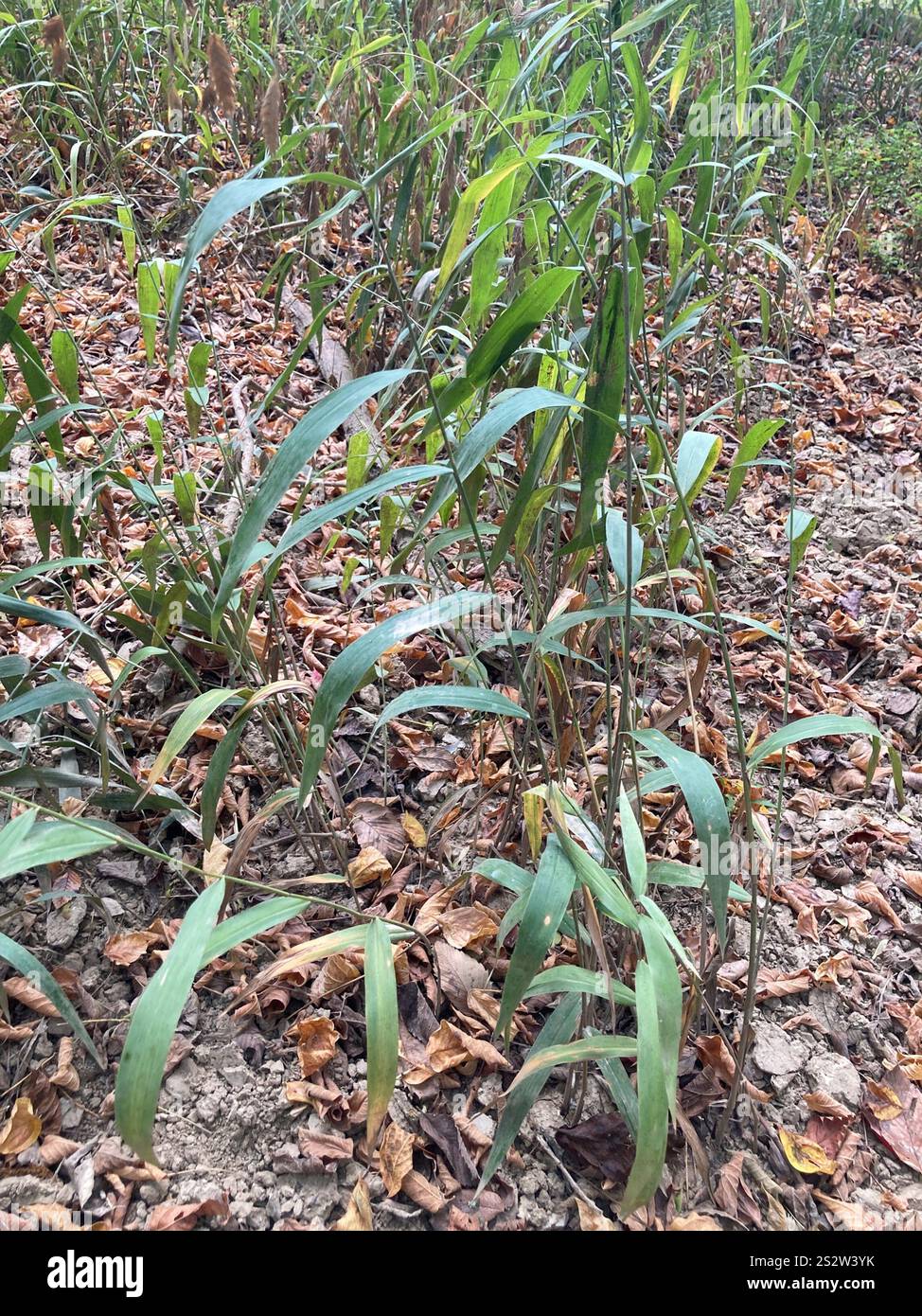 inland wood oats (Chasmanthium latifolium Stock Photo - Alamy