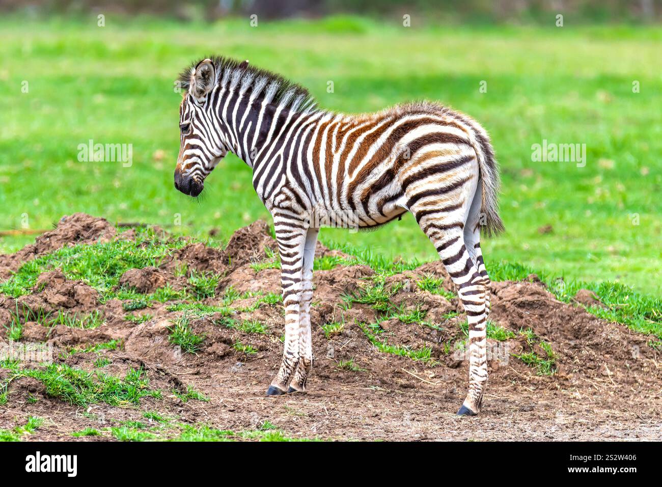 Plains Zebra foal. The Plains Zebra is also known as the Common Zebra ...