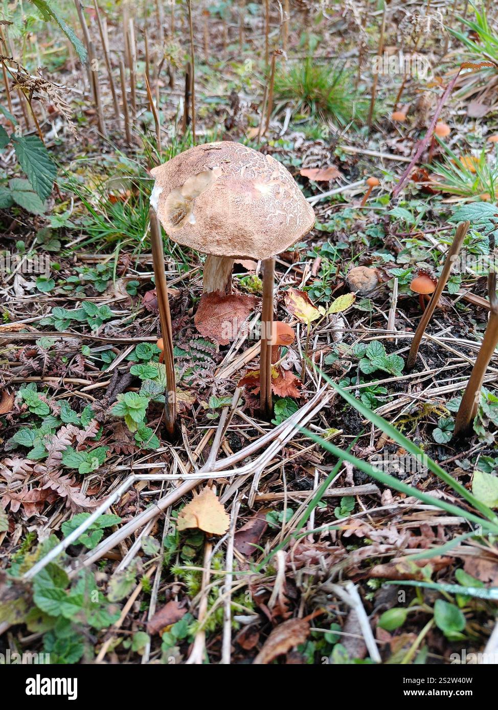 Porosporus hi-res stock photography and images - Alamy