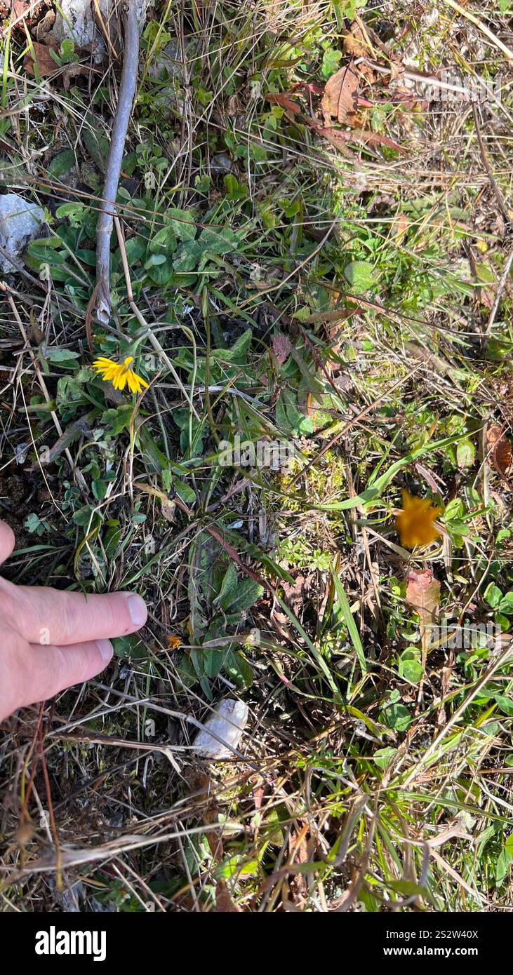 Autumn Hawkbit (Scorzoneroides autumnalis Stock Photo - Alamy