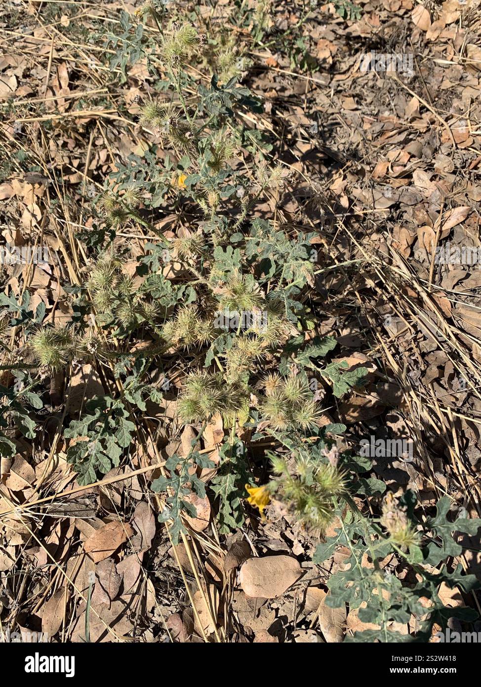 buffalo-bur (Solanum rostratum Stock Photo - Alamy