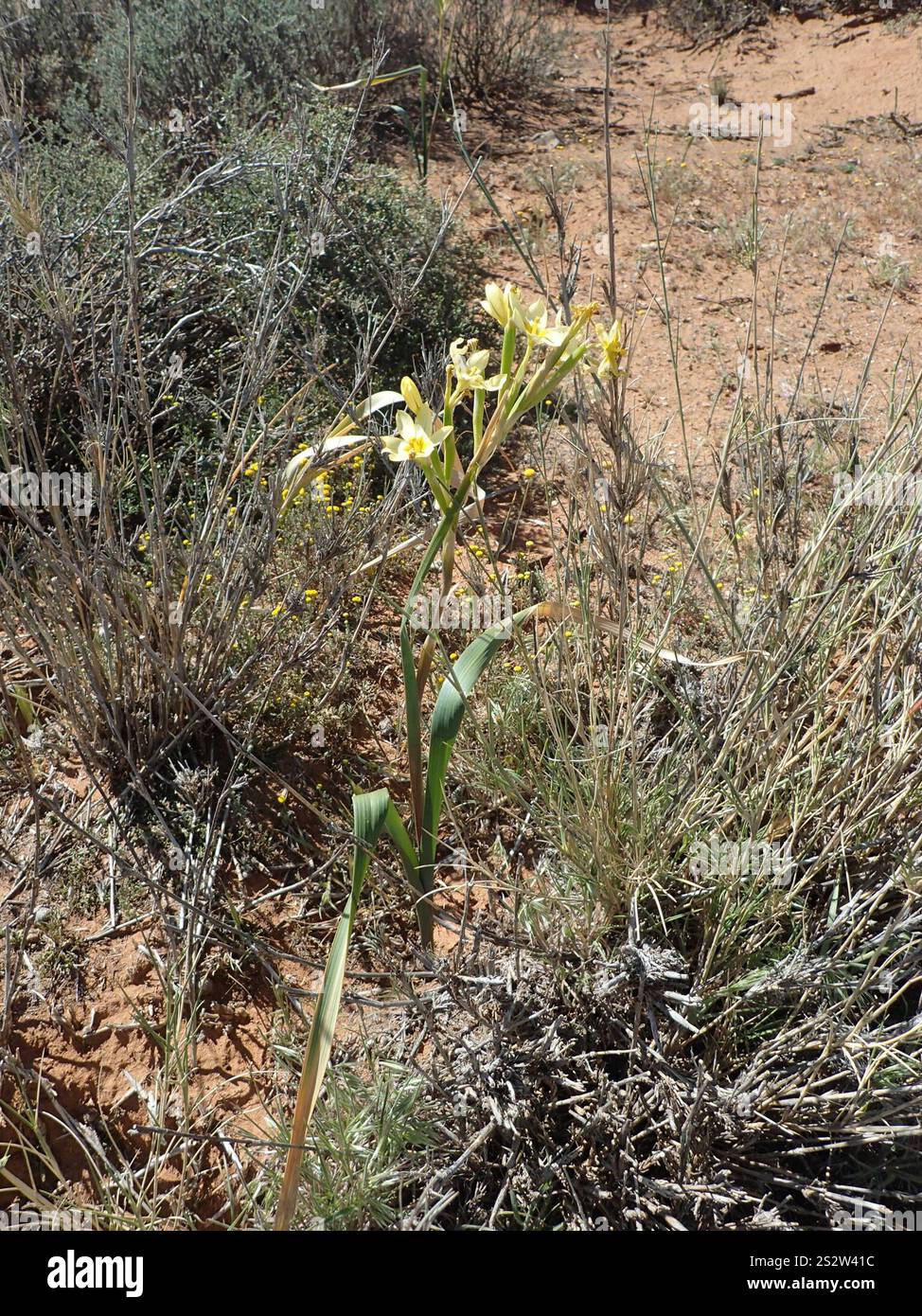 Two-leaved Cape tulip (Moraea miniata Stock Photo - Alamy