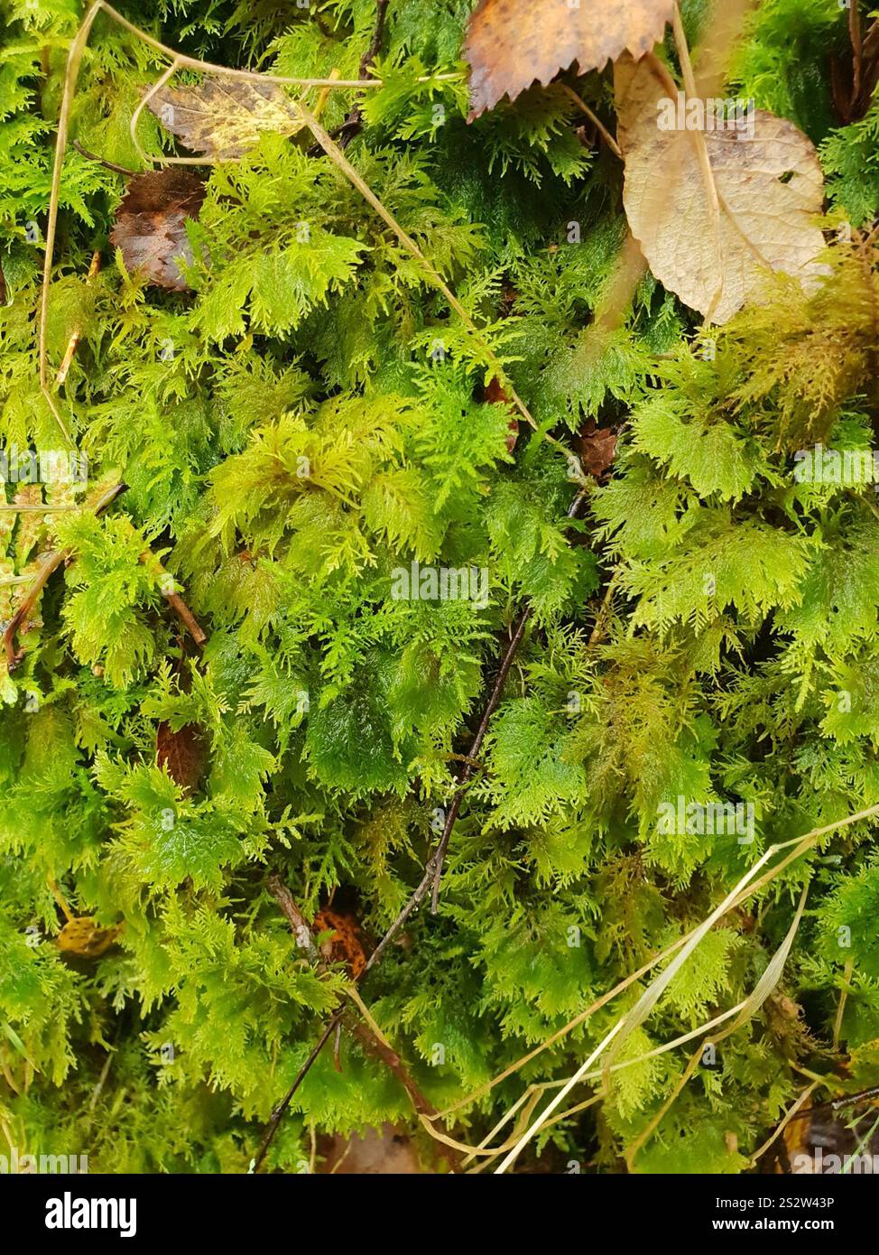 Common Tamarisk-moss (Thuidium tamariscinum Stock Photo - Alamy
