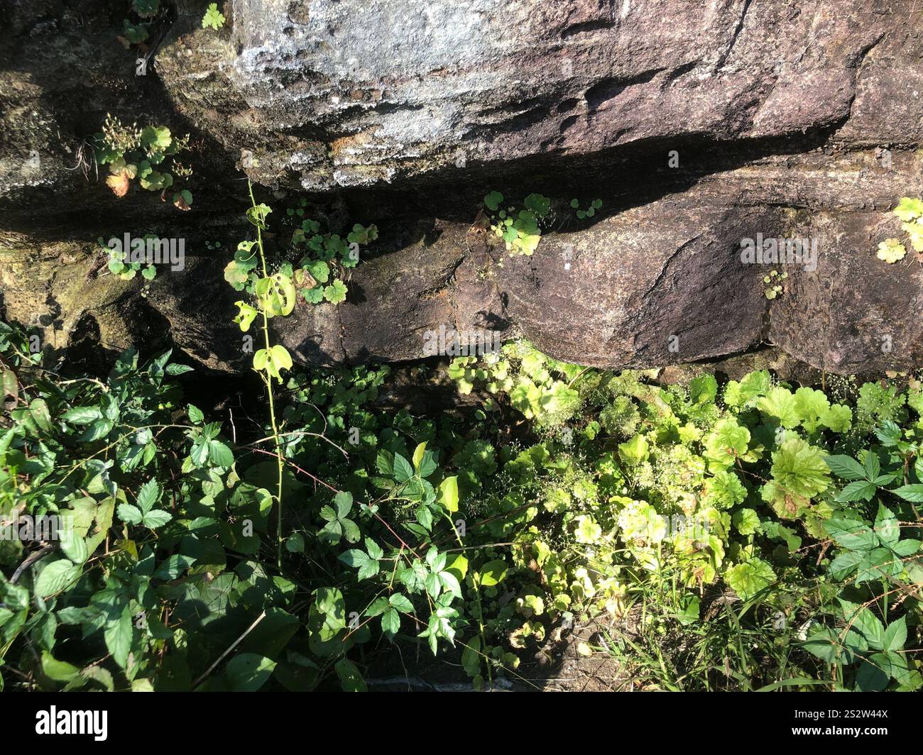 littleflower alumroot (Heuchera parviflora saurensis Stock Photo - Alamy