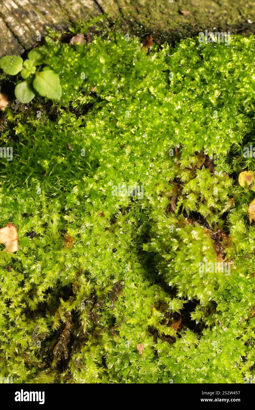 Capillary Thread-moss (Ptychostomum capillare Stock Photo - Alamy