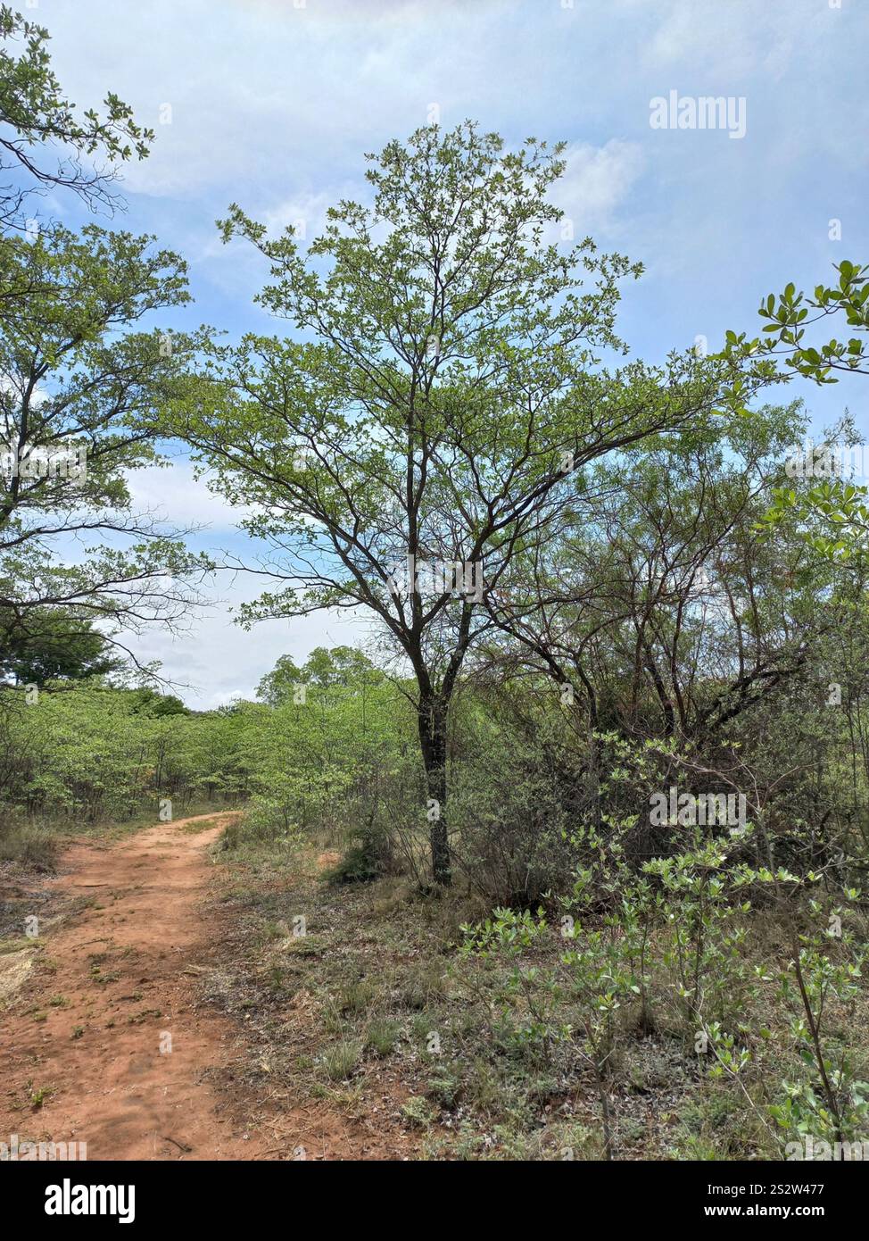 silver terminalia (Terminalia sericea Stock Photo - Alamy