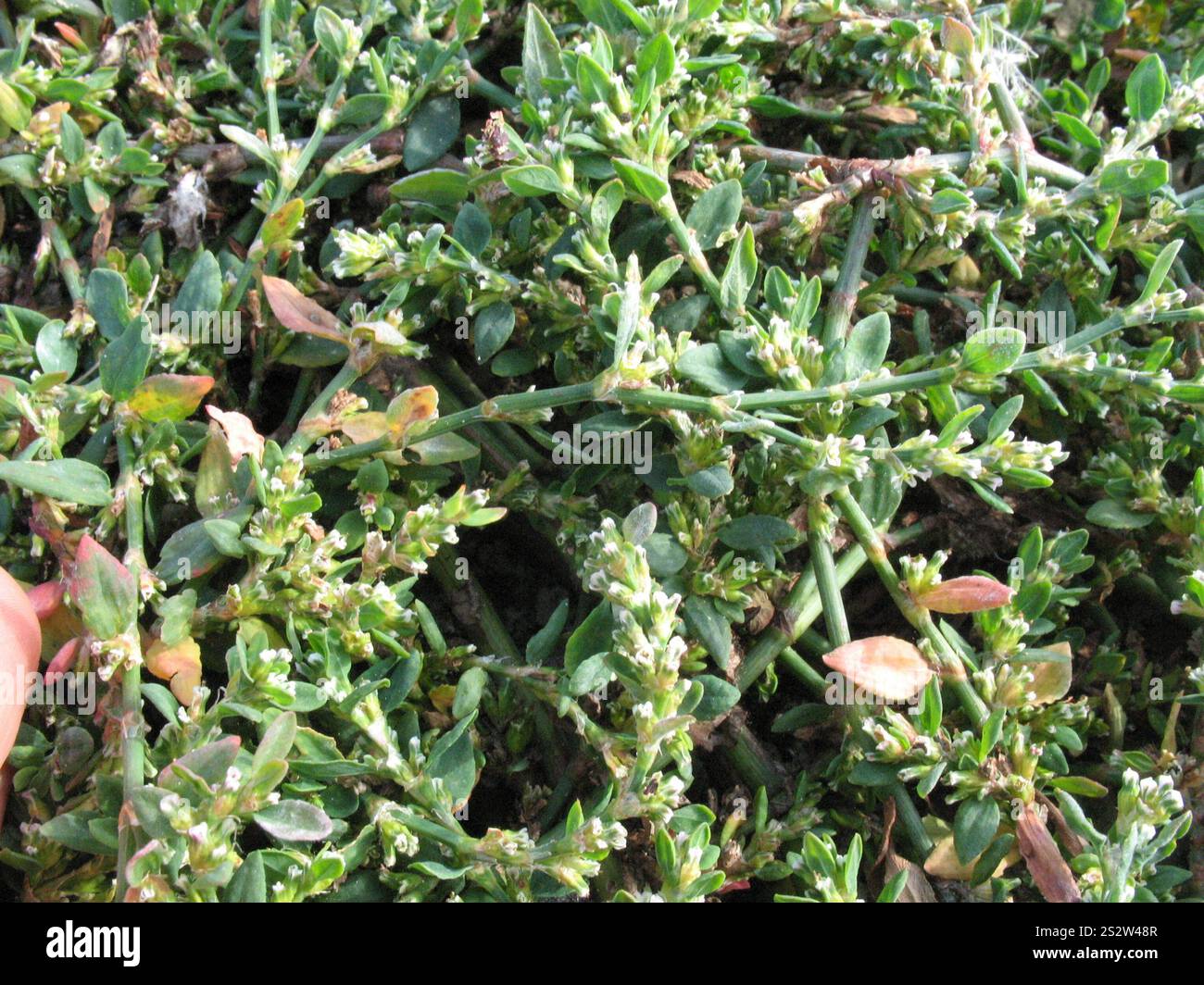 Oval Leaf Knotweed (Polygonum arenastrum Stock Photo - Alamy