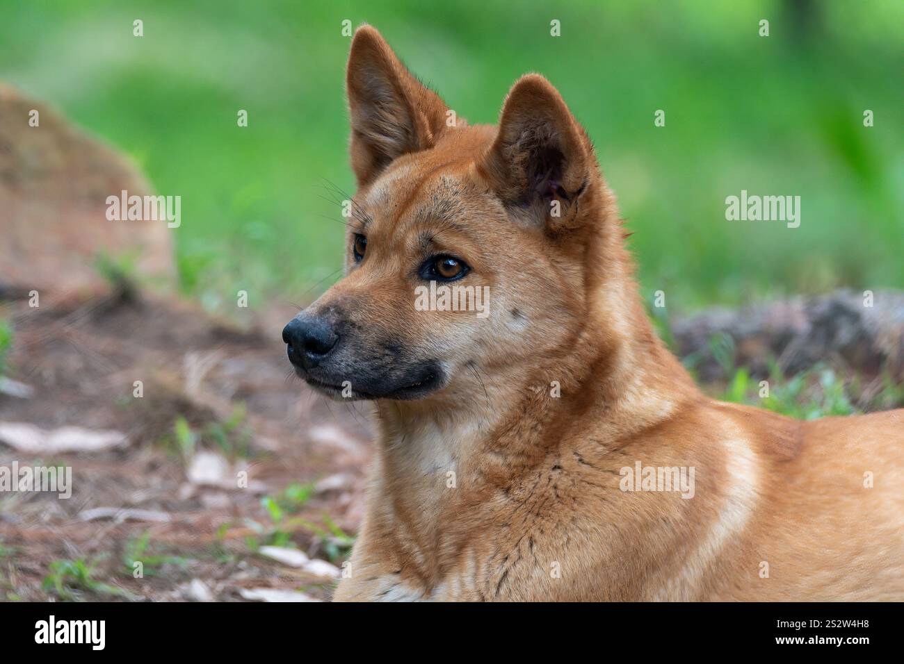 A young Australian male dingo Stock Photo - Alamy