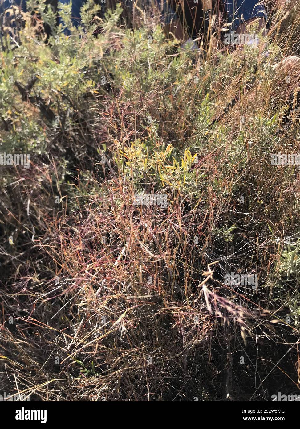 Bush Muhly (Muhlenbergia porteri Stock Photo - Alamy