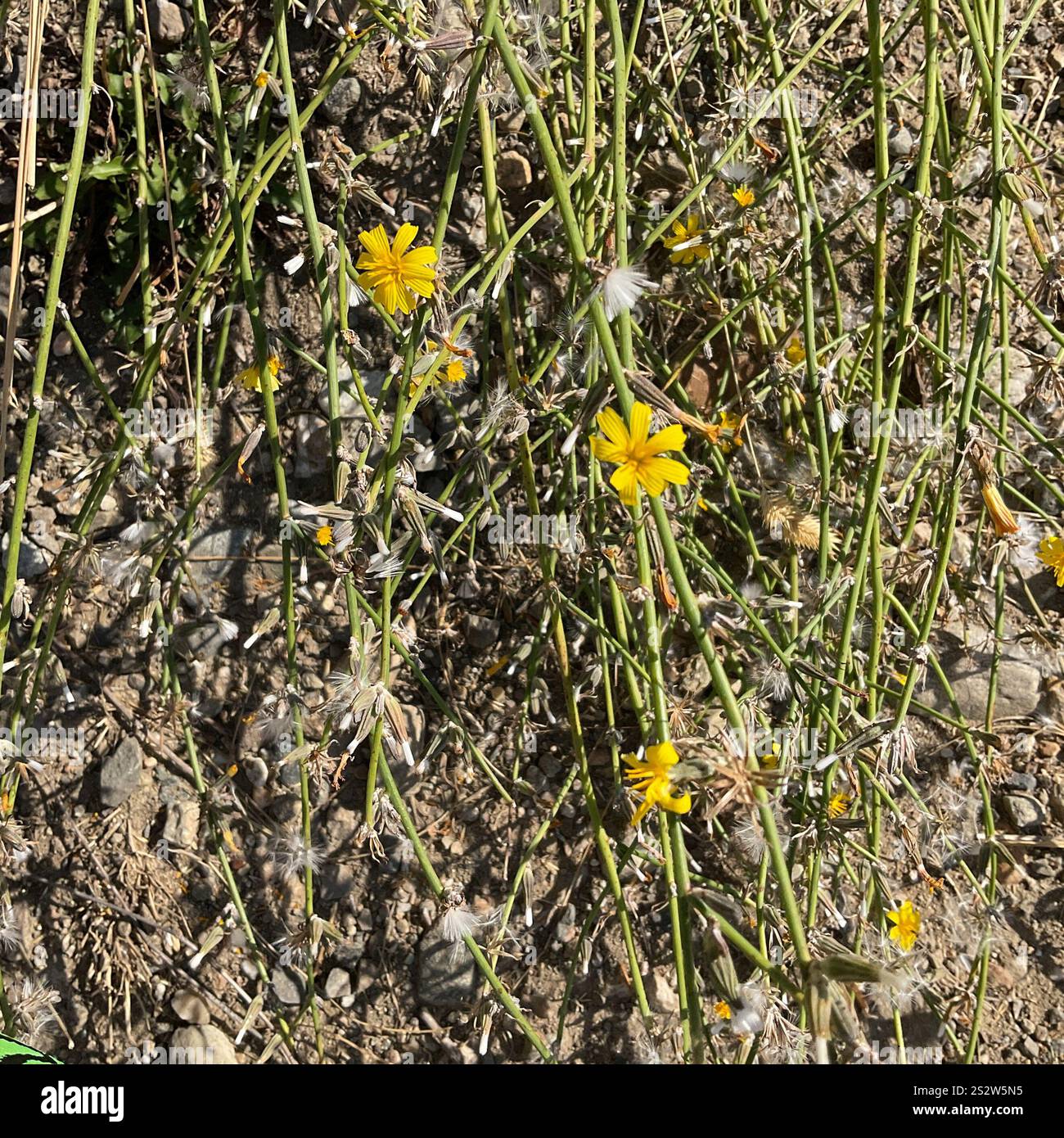 Rush Skeletonweed (Chondrilla juncea Stock Photo - Alamy