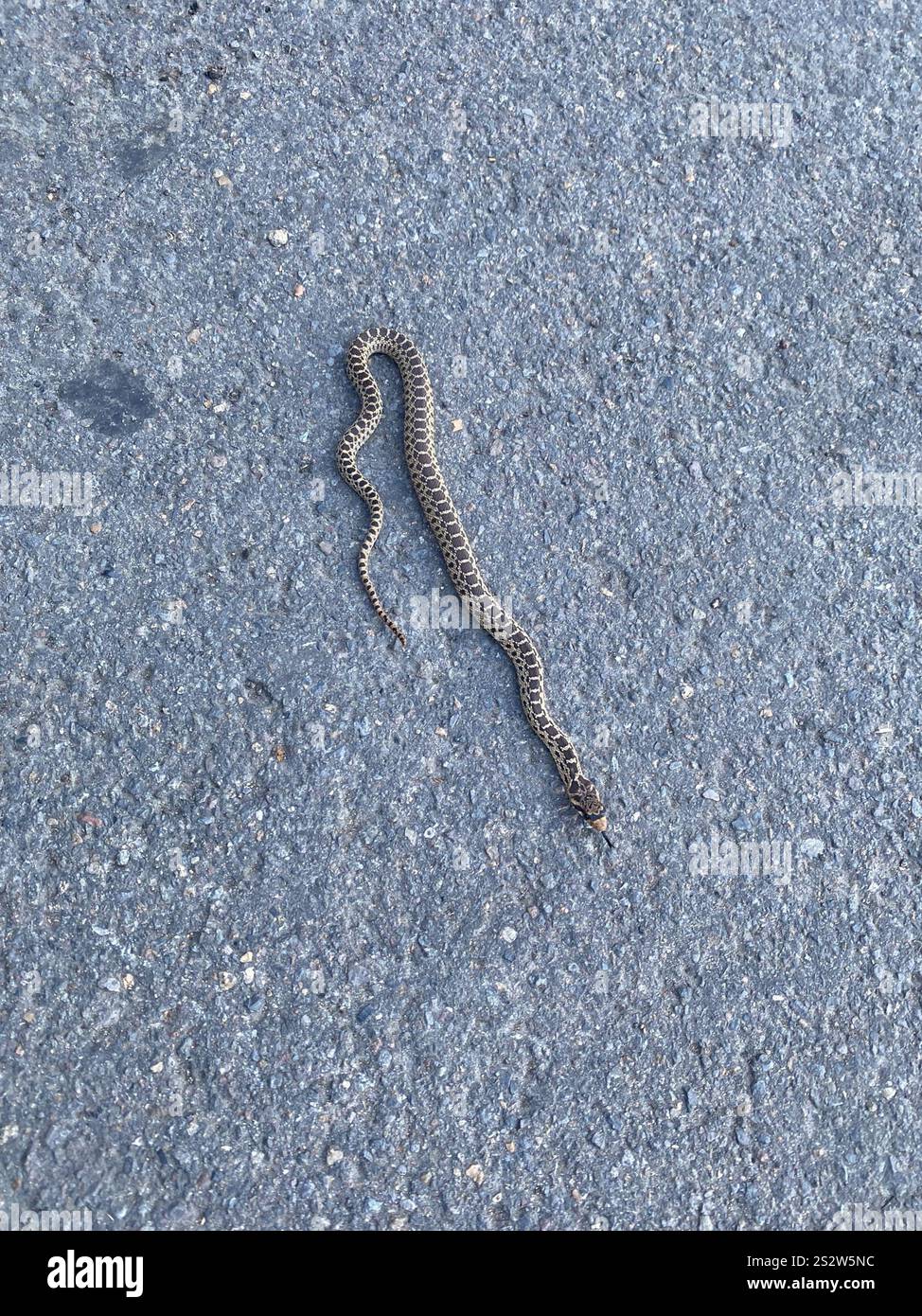 Pacific Gopher Snake (Pituophis catenifer catenifer Stock Photo - Alamy