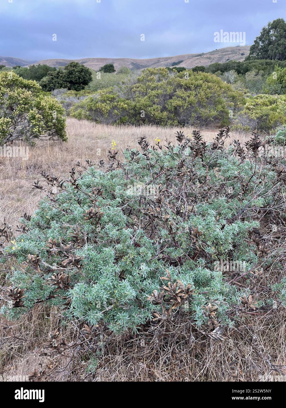 coastal bush lupine (Lupinus arboreus Stock Photo - Alamy