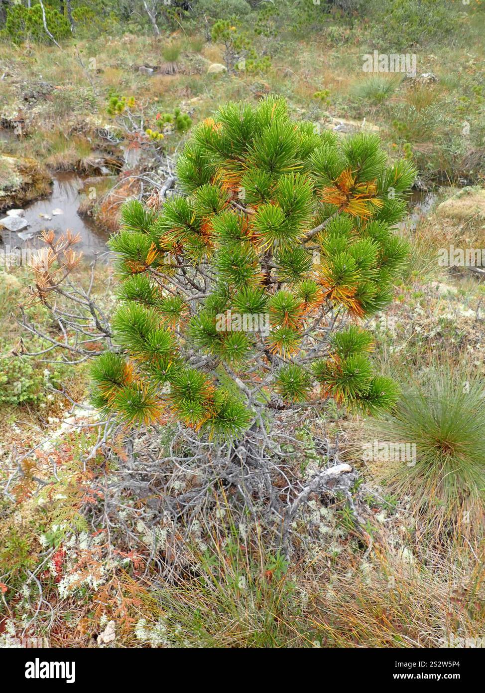 Shore Pine (Pinus contorta contorta Stock Photo - Alamy