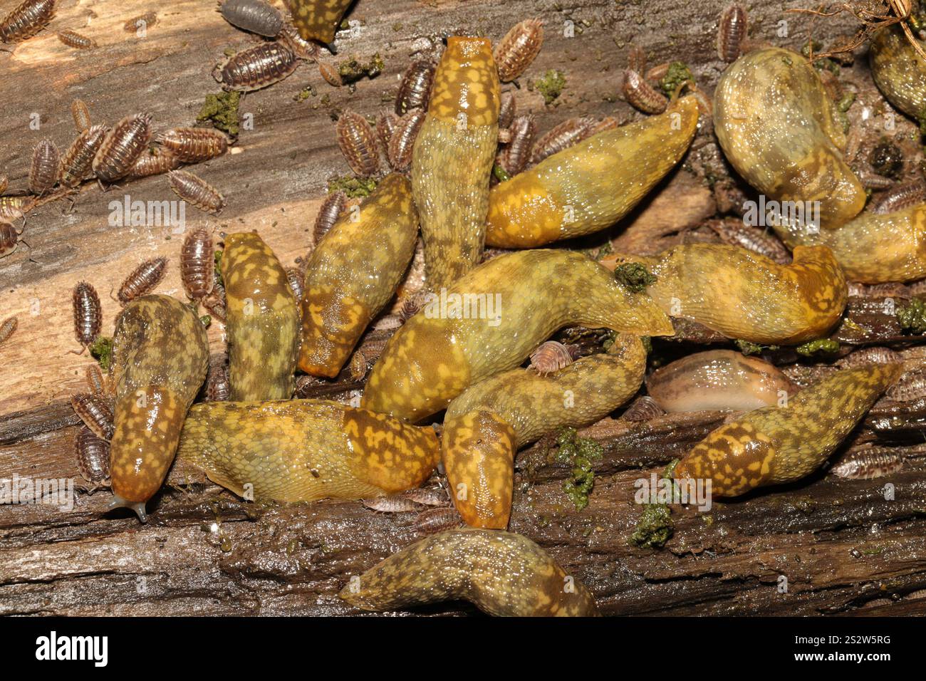 Green Cellar Slug (Limacus maculatus Stock Photo - Alamy