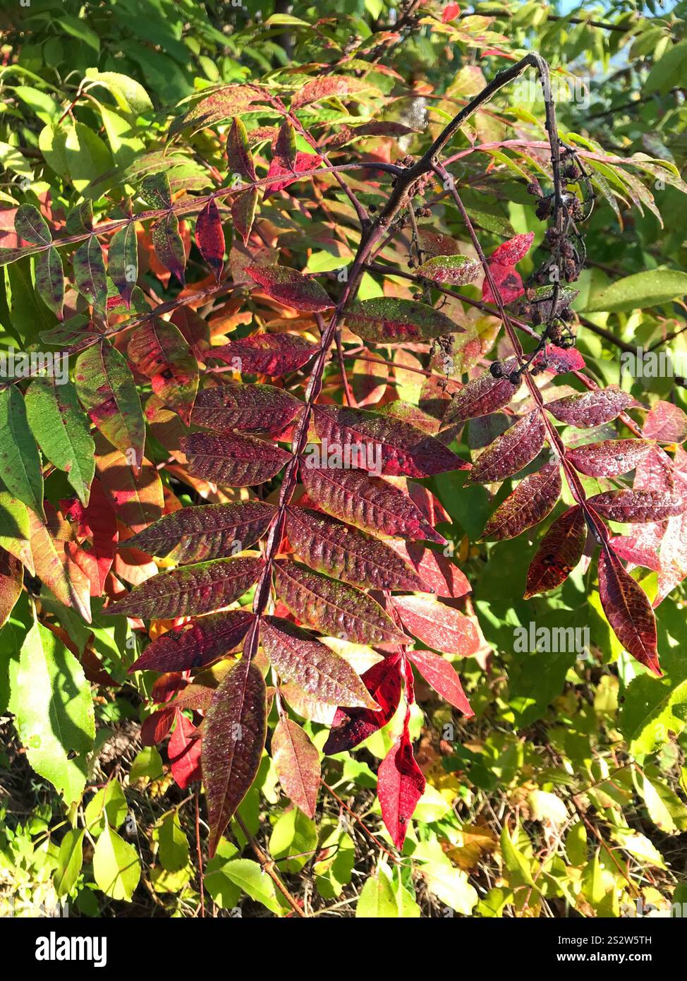 shining sumac (Rhus copallinum Stock Photo - Alamy
