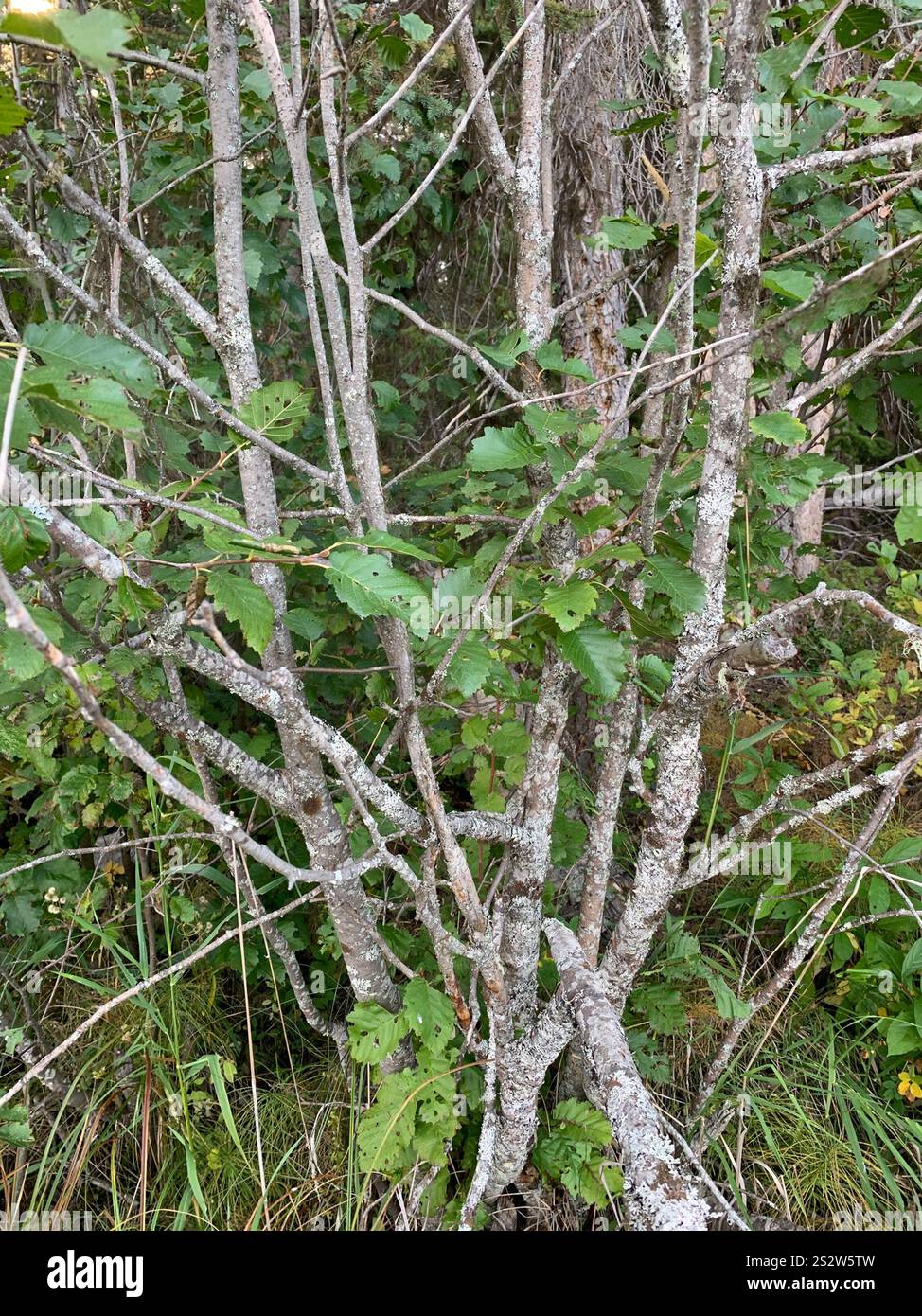 grey alder (Alnus incana Stock Photo - Alamy