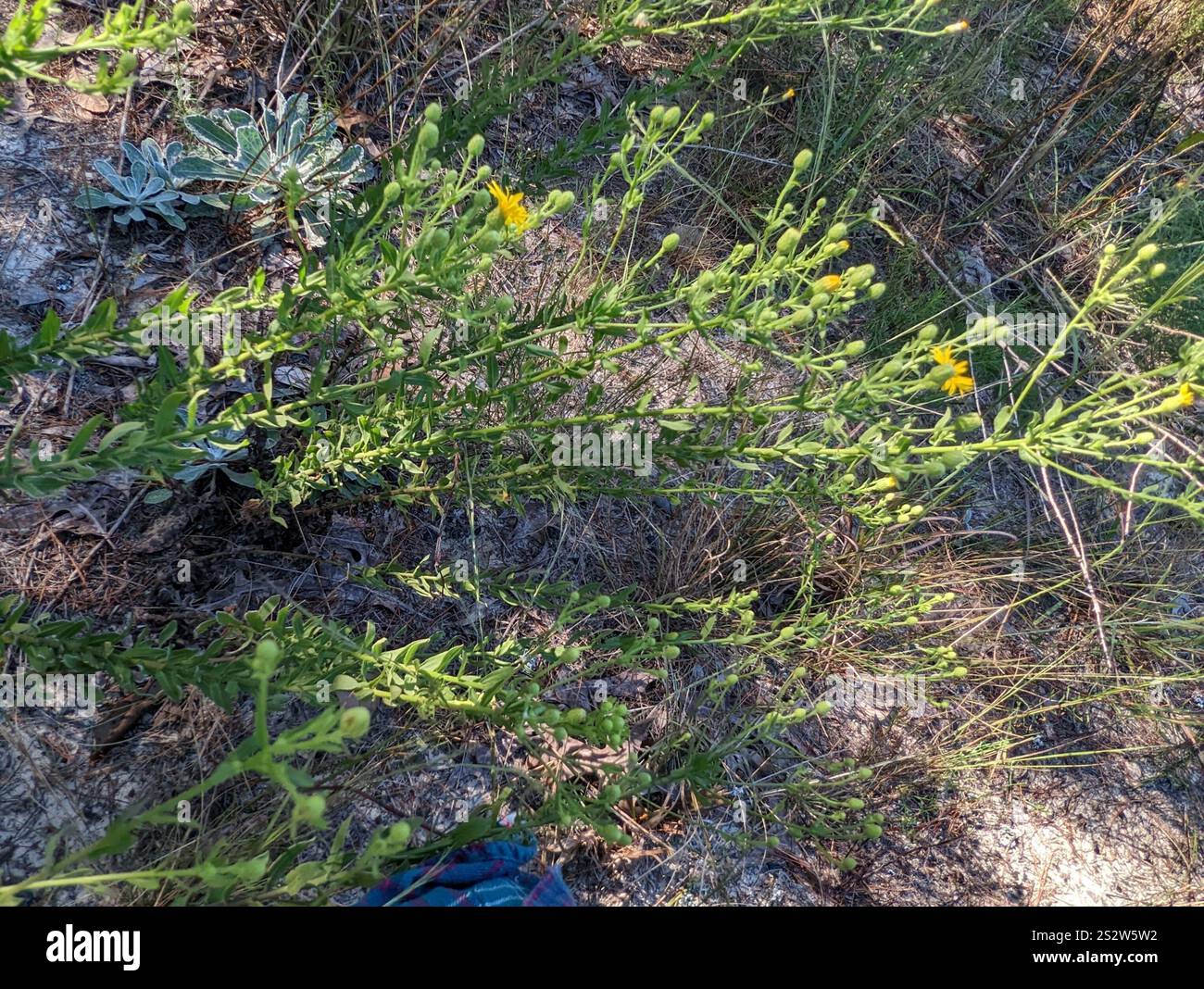 Coastalplain Goldenaster (Chrysopsis scabrella Stock Photo - Alamy
