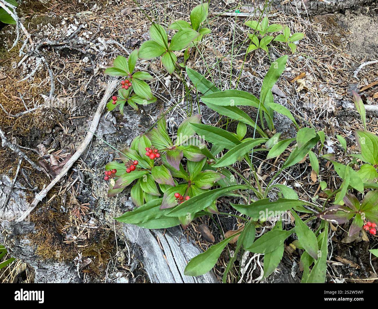 Canadian bunchberry (Cornus canadensis Stock Photo - Alamy