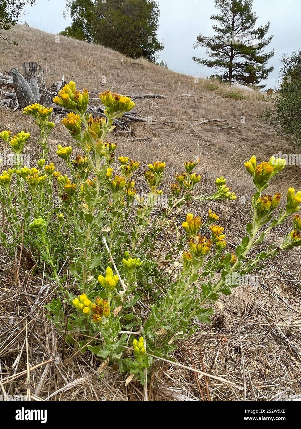 Coastal Goldenbush (Isocoma menziesii Stock Photo - Alamy