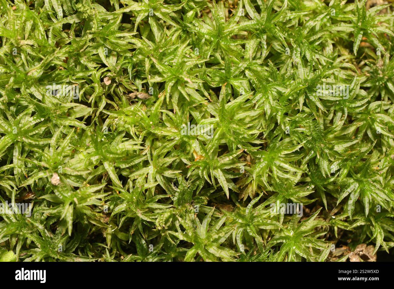 Catherine's moss (Atrichum undulatum Stock Photo - Alamy