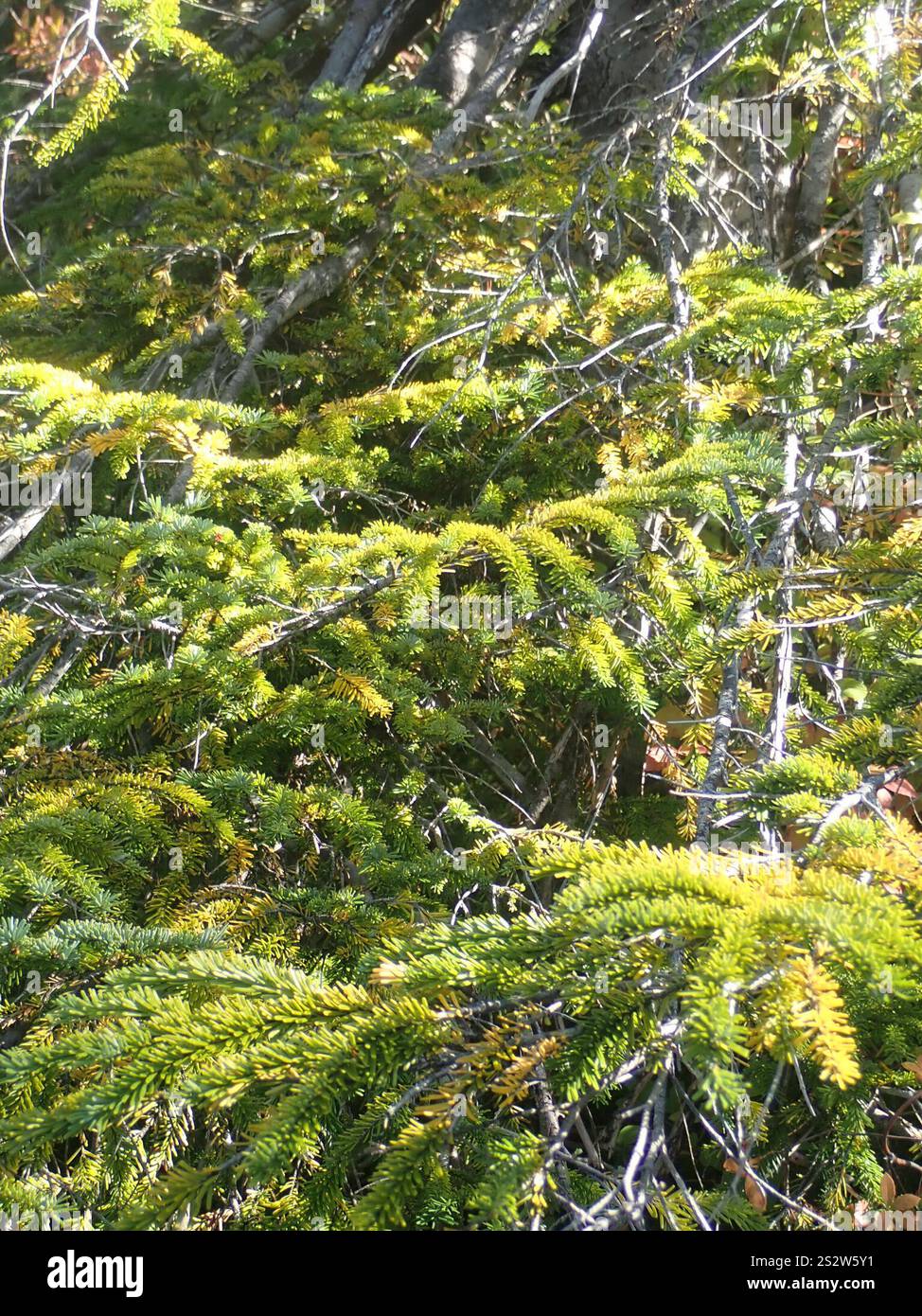 Pacific silver fir (Abies amabilis Stock Photo - Alamy