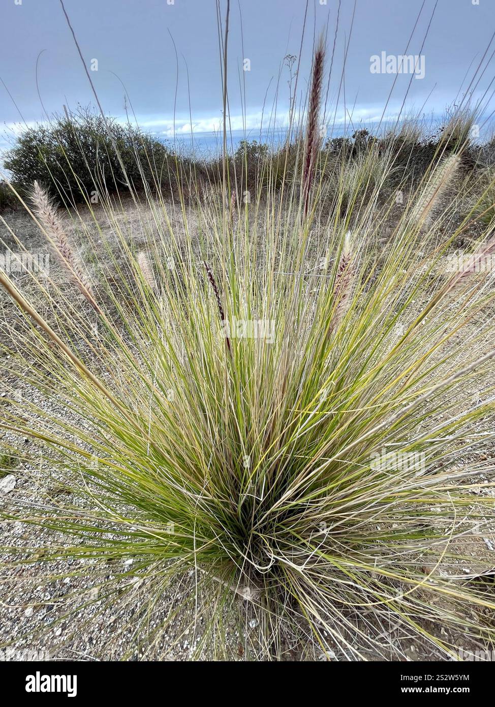 Fountain Grass (Cenchrus setaceus Stock Photo - Alamy