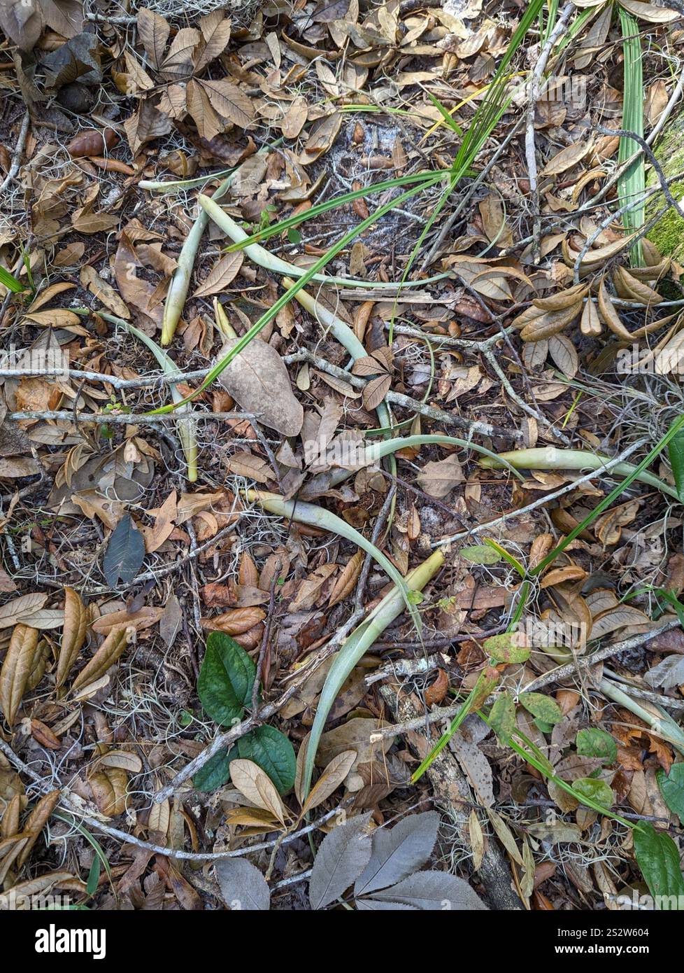 Mexican Bromeliad Weevil (Metamasius callizona Stock Photo - Alamy
