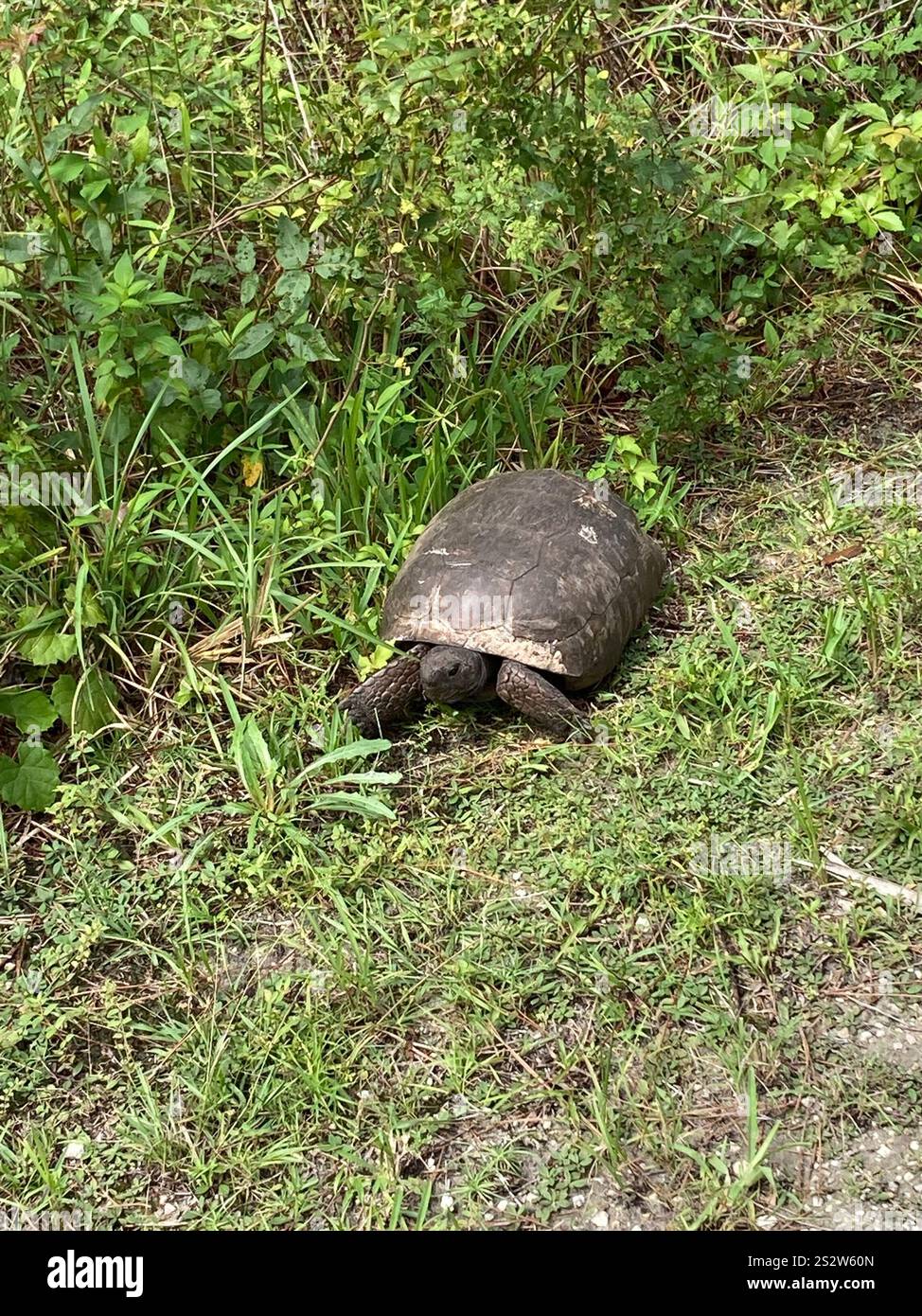 Gopher Tortoise (Gopherus polyphemus Stock Photo - Alamy