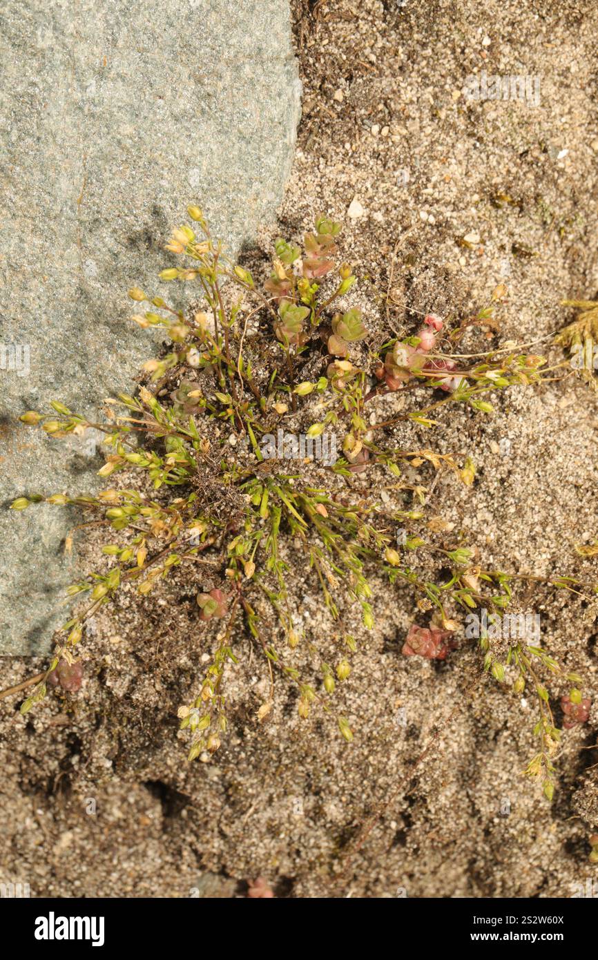 Procumbent Pearlwort (Sagina procumbens Stock Photo - Alamy