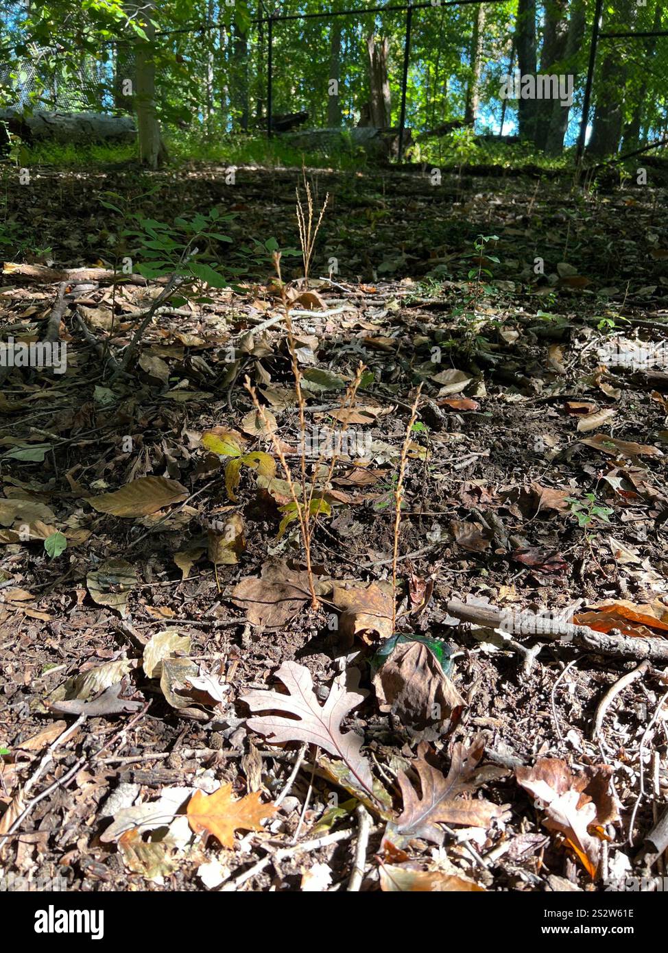 Beechdrops (Epifagus virginiana Stock Photo - Alamy